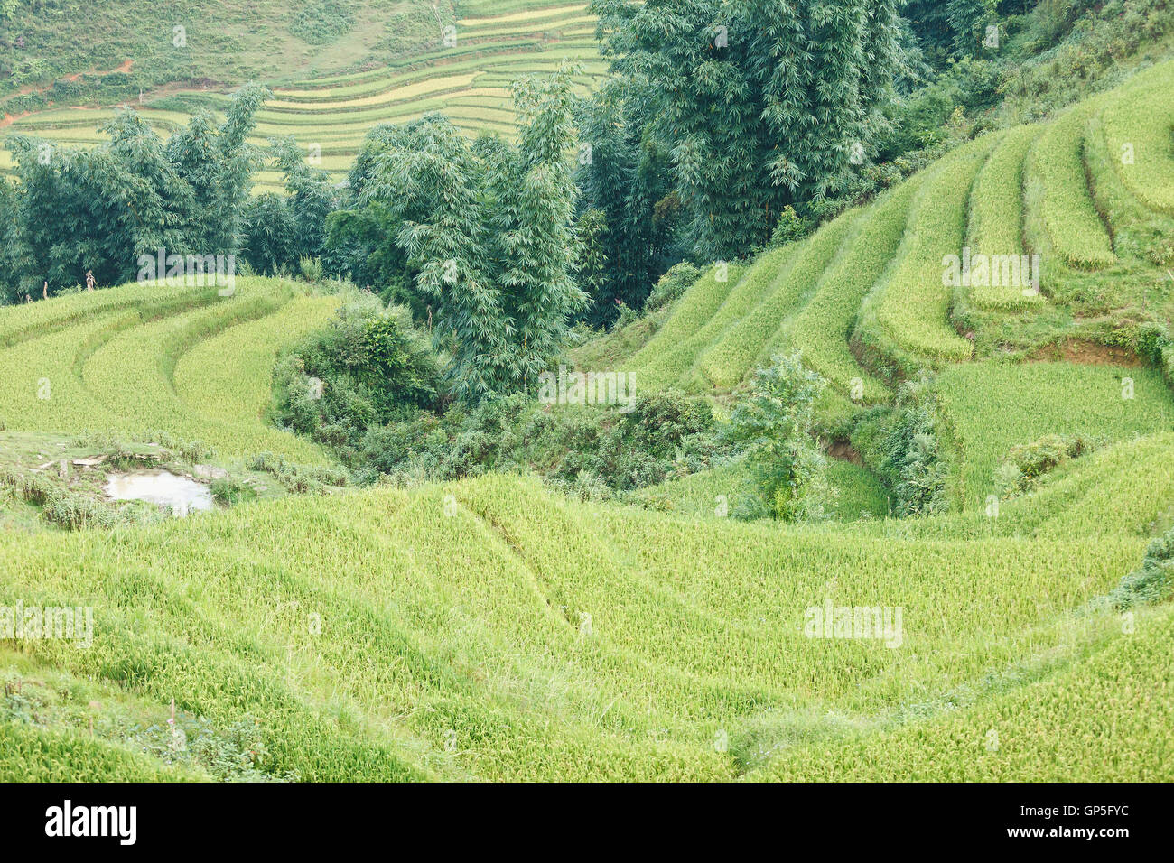 Rice terraces in the mountains Stock Photo - Alamy