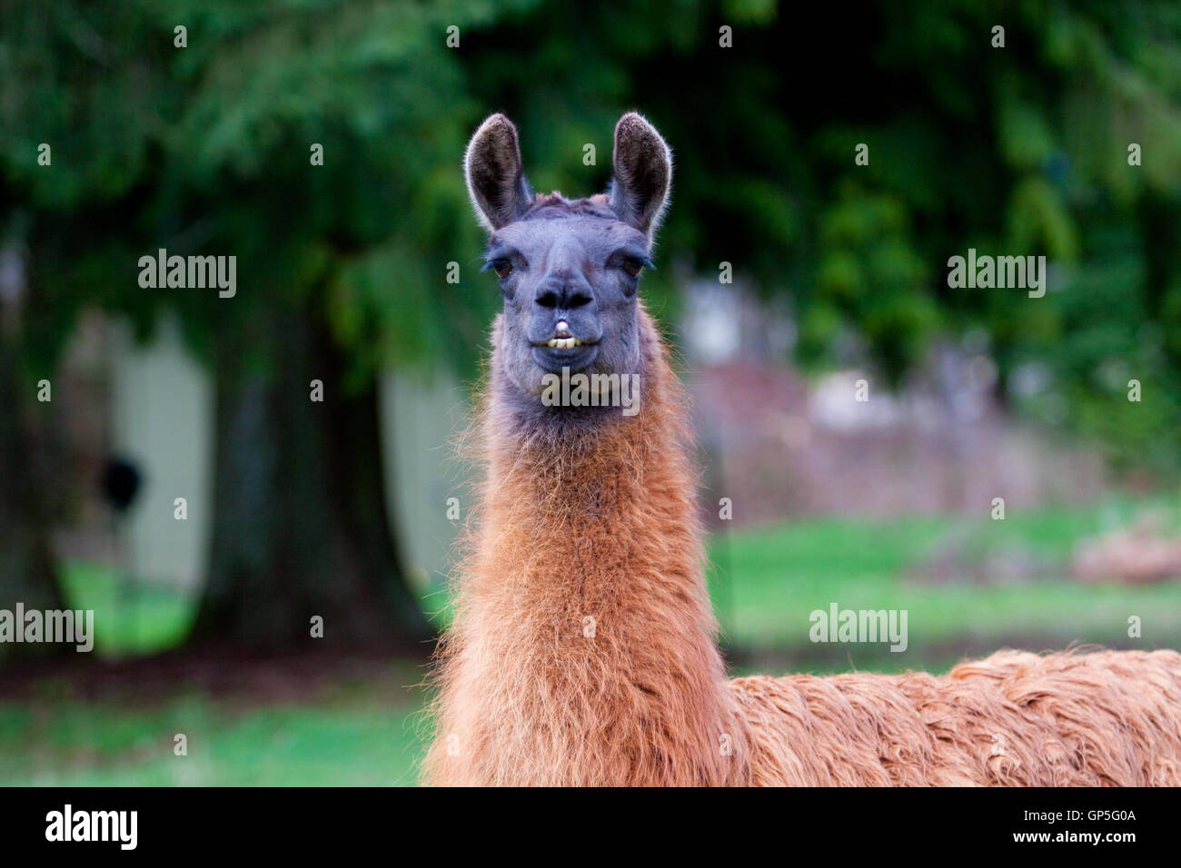 Llama in Field Stock Photo - Alamy
