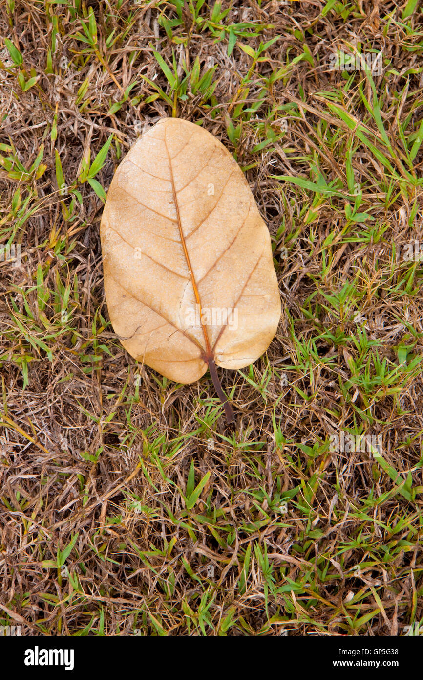 Muted color background hi-res stock photography and images - Alamy