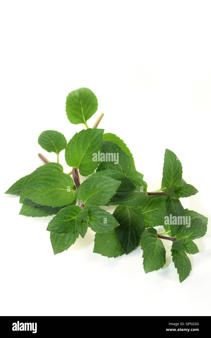 Branch of peppermint hi-res stock photography and images - Alamy