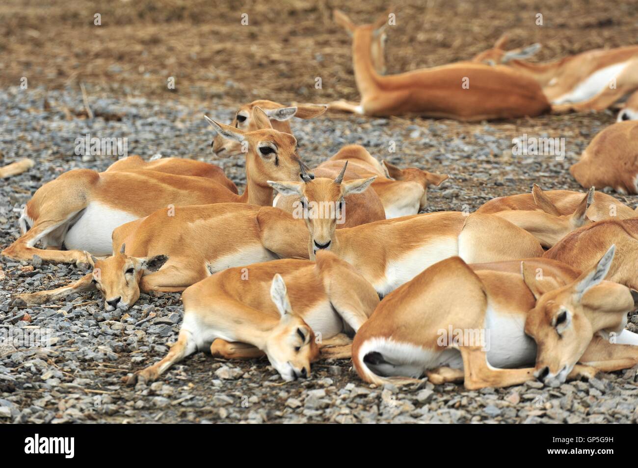 Sleeping deer grass hi-res stock photography and images - Alamy