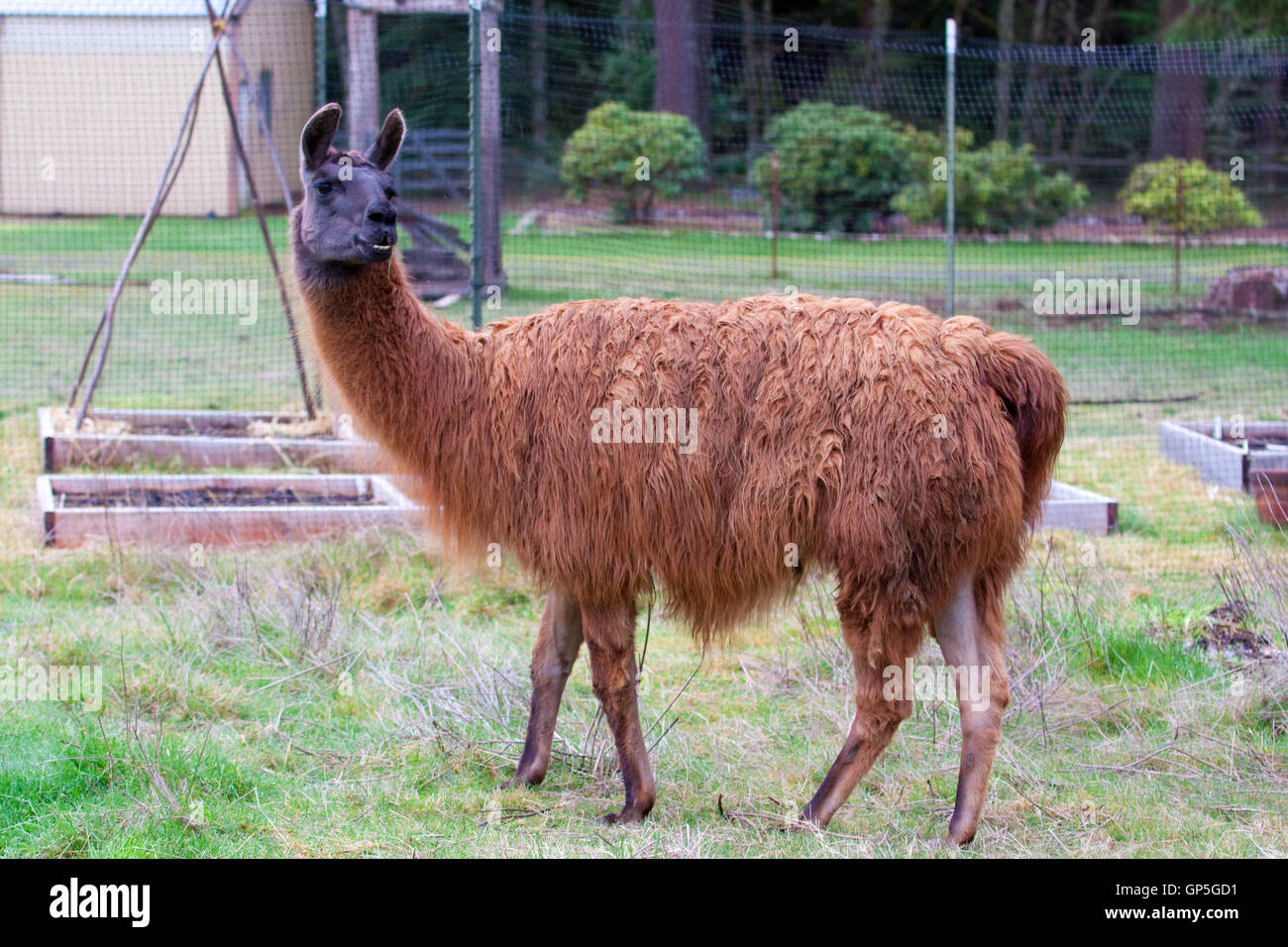 Llama in Field Stock Photo - Alamy