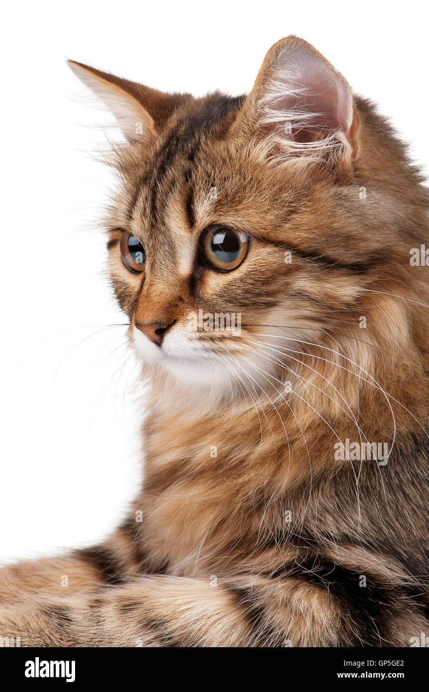 Portrait of cat Stock Photo - Alamy