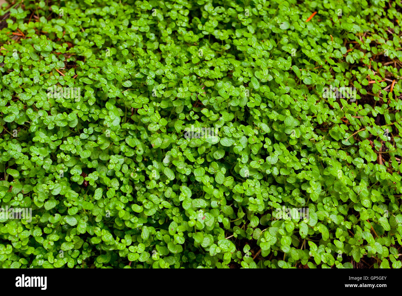 Green Clover Background Stock Photo - Alamy
