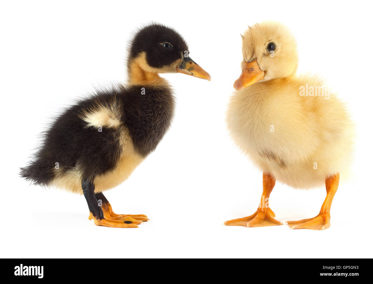 The small duckling Stock Photo - Alamy