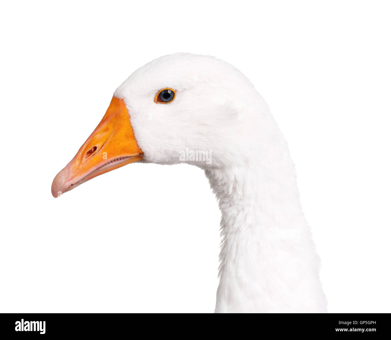 Studio portrait domestic goose hi-res stock photography and images - Alamy