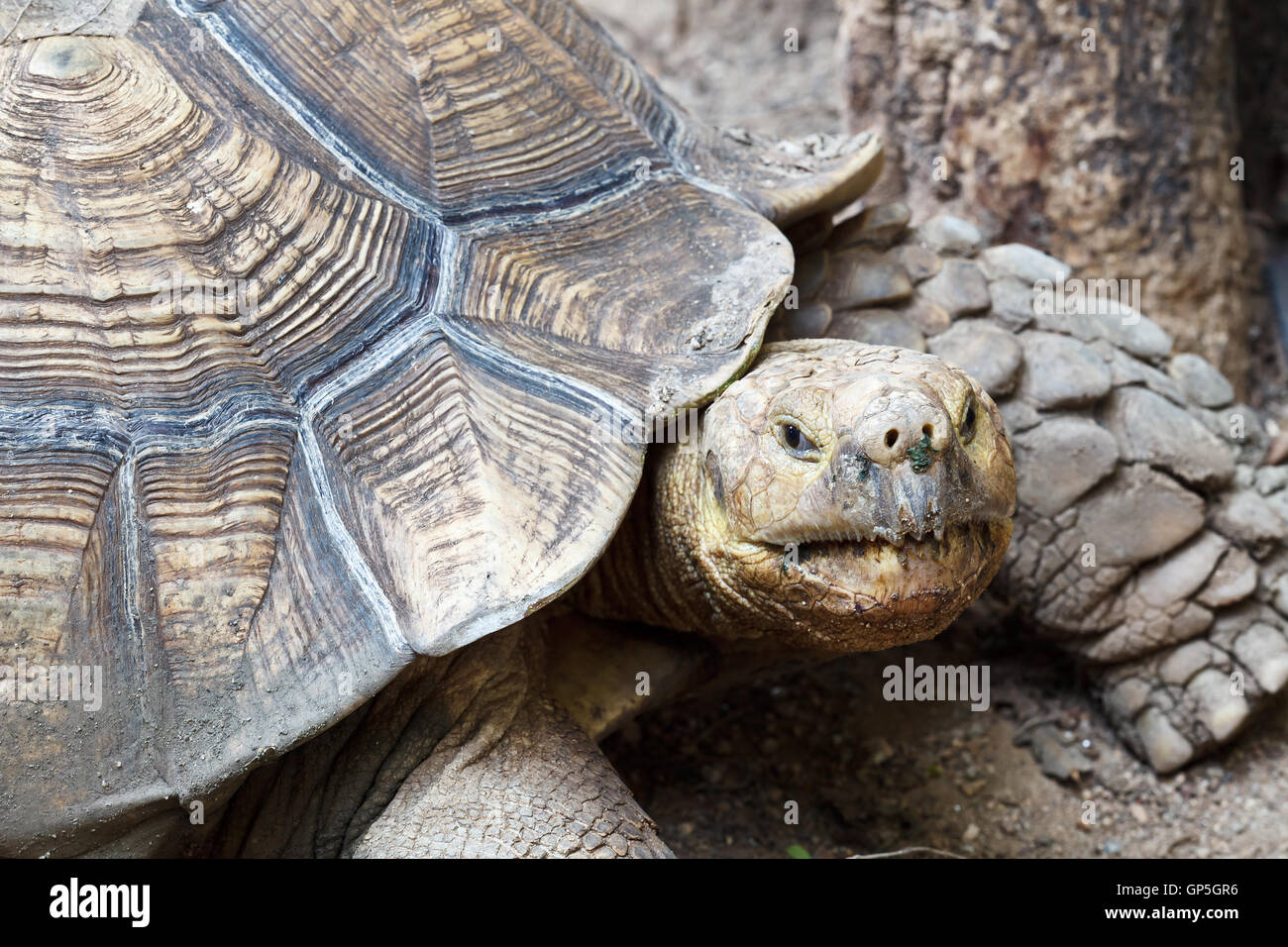 Old blooded hi-res stock photography and images - Alamy