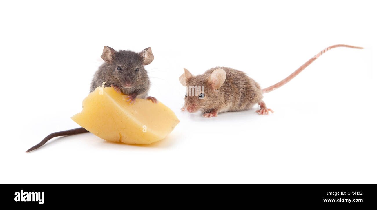 Smelling cheese Cut Out Stock Images & Pictures - Alamy