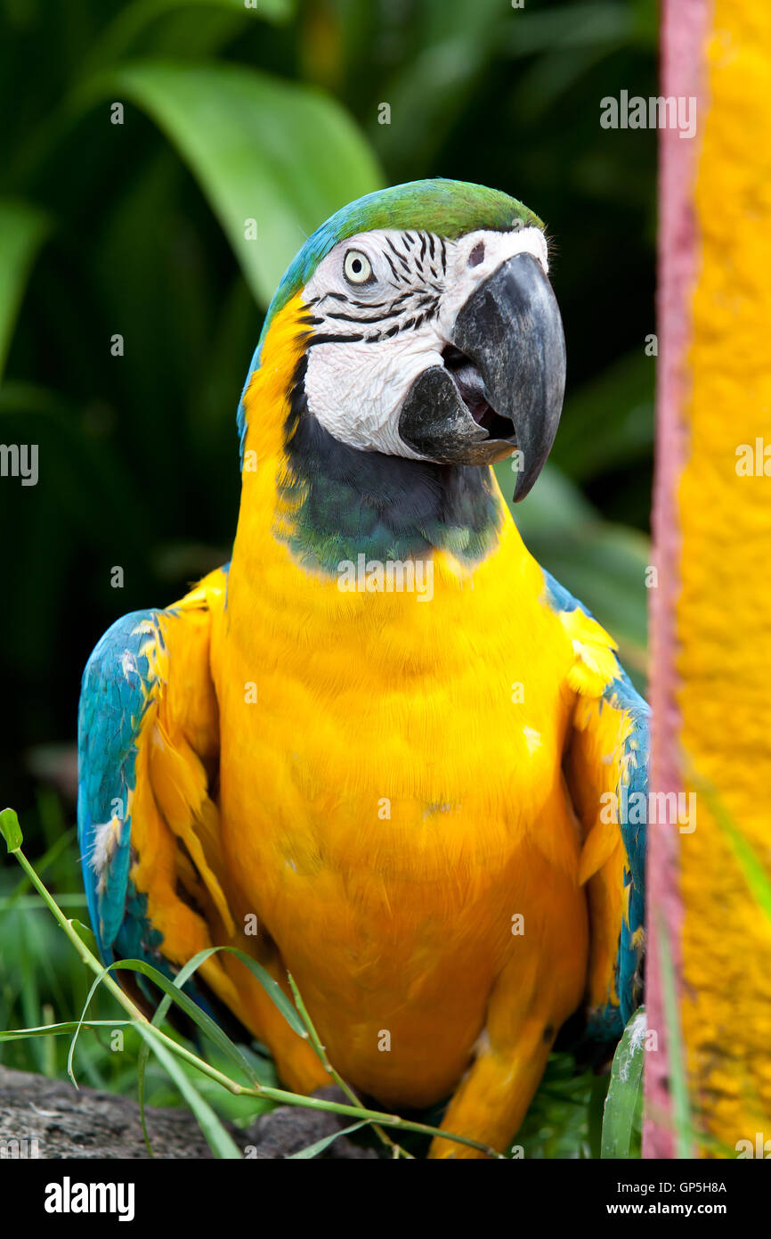 The Blue-and-yellow Macaw bird Stock Photo - Alamy