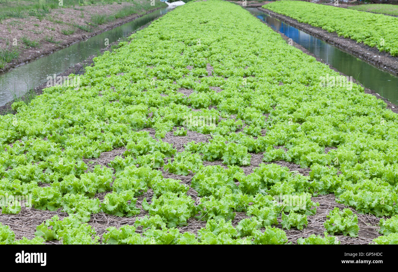 Field of green fresh lettuce growing at a farm Stock Photo - Alamy