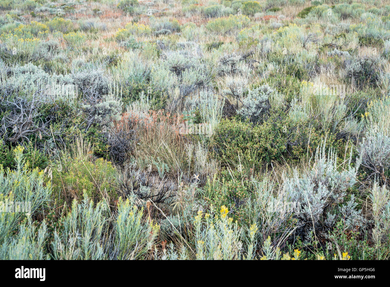 Sagebrush colorado hi-res stock photography and images - Alamy