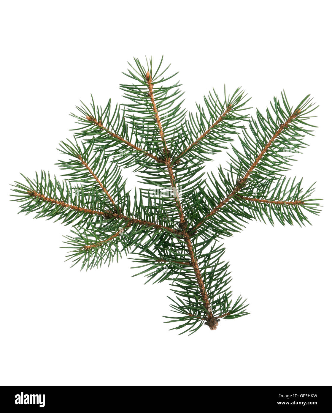 Fir bough Cut Out Stock Images & Pictures - Alamy