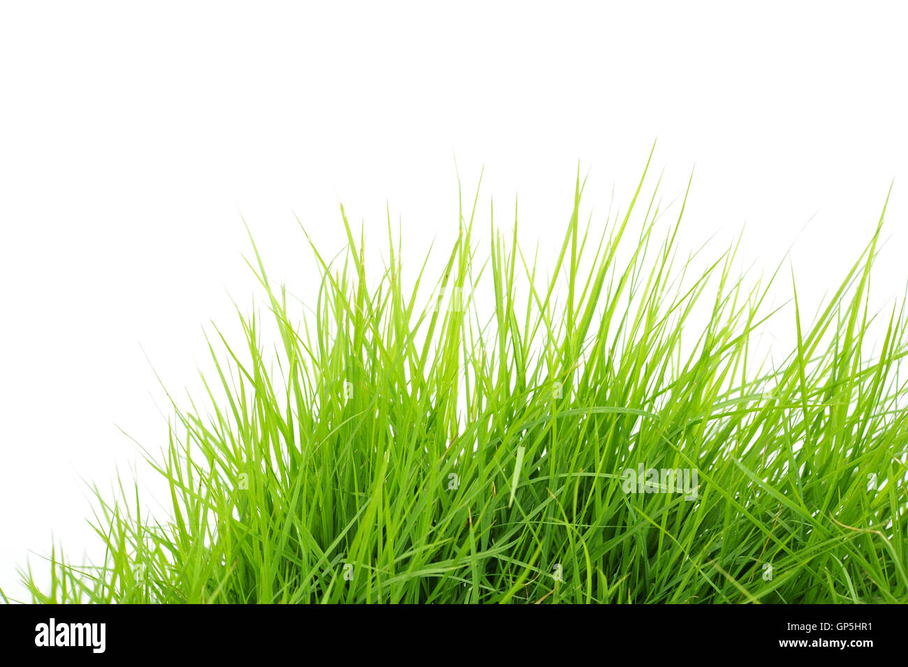 White plant nature hi-res stock photography and images - Alamy