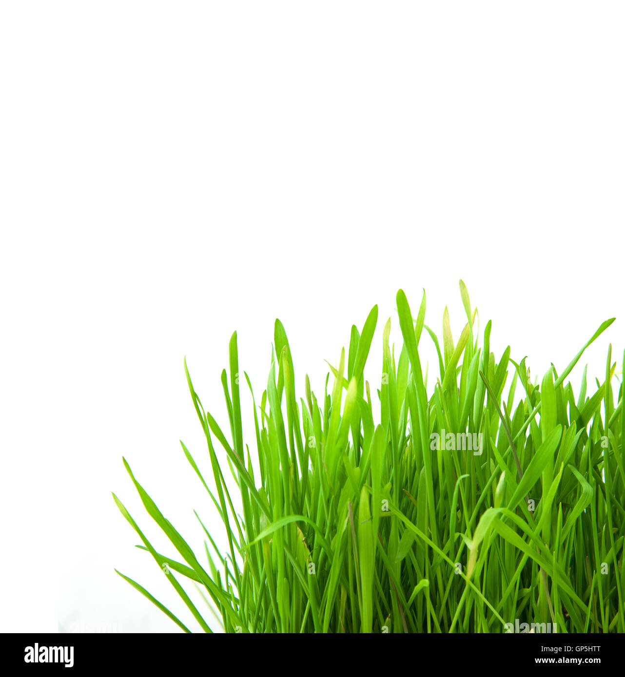 Isolated green grass Stock Photo - Alamy