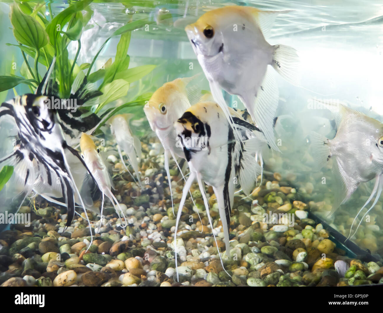 Fish dinner egypt hi-res stock photography and images - Alamy
