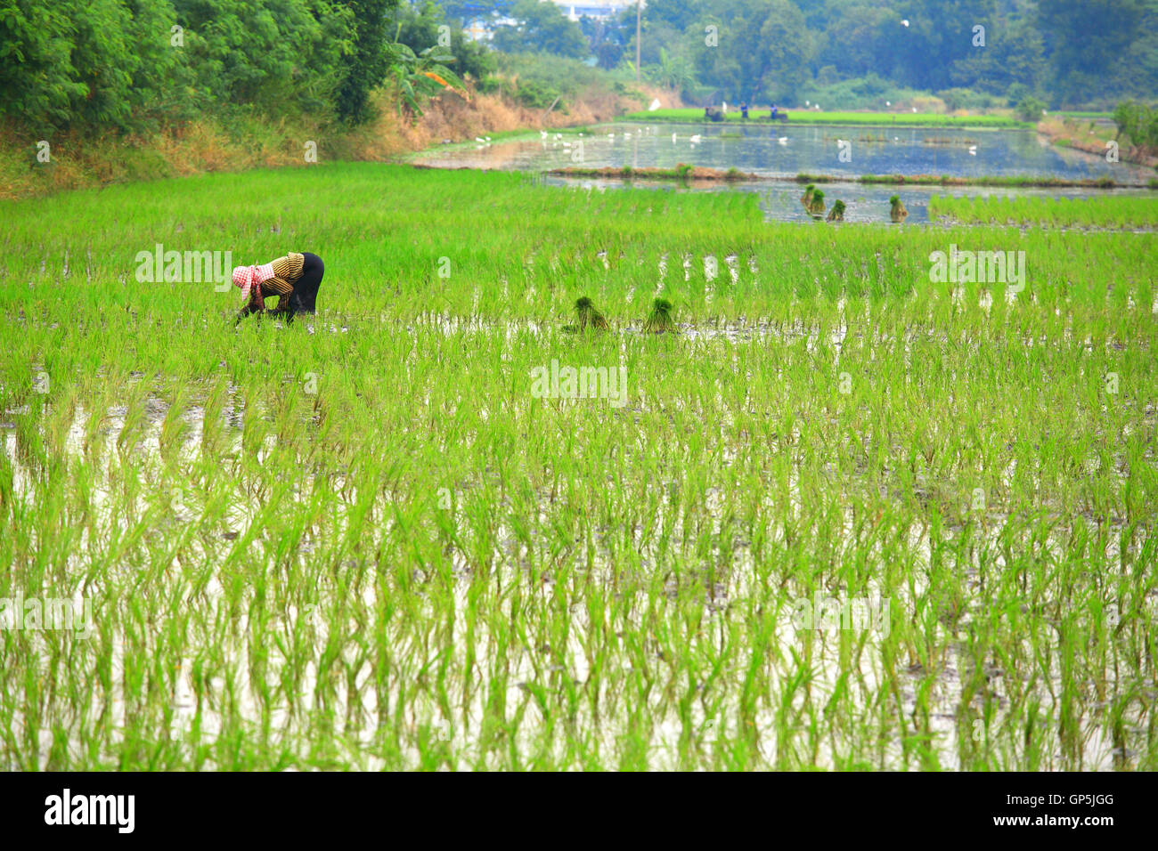 Planting rice seedlings Stock Photo - Alamy