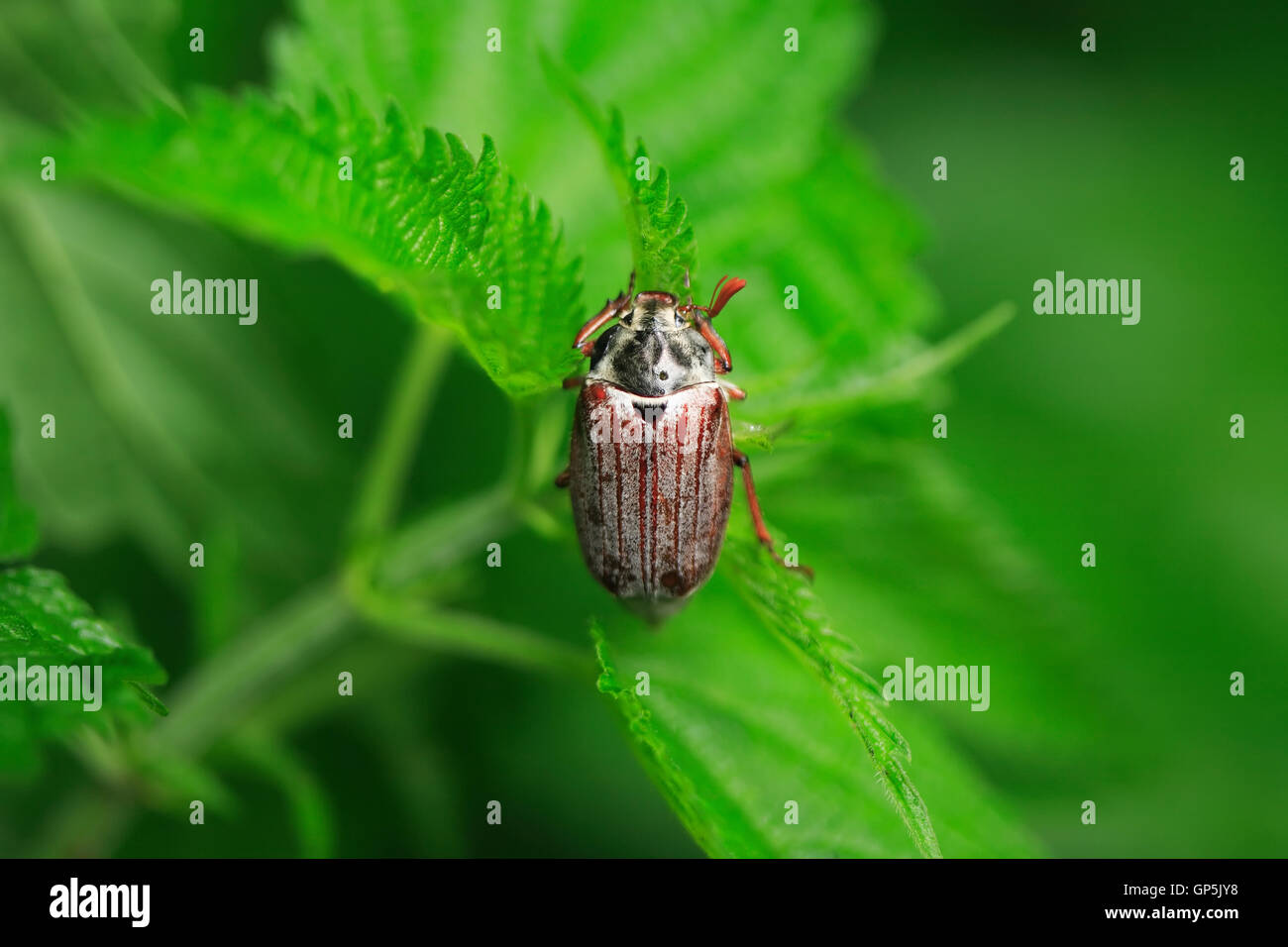 May Bug On Grass Stock Photo - Alamy