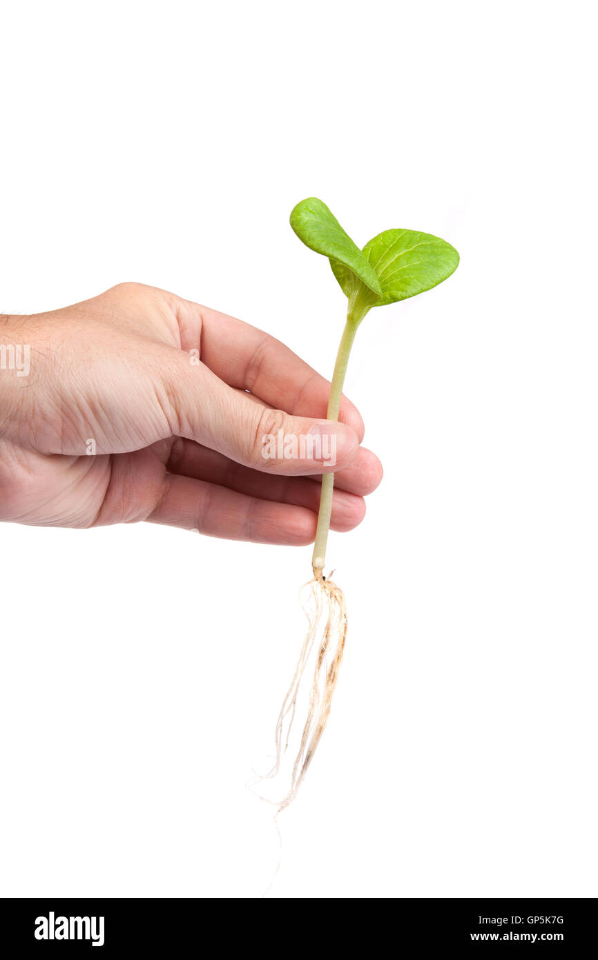 Male hand hold a small sprout and an earth handful Stock Photo - Alamy