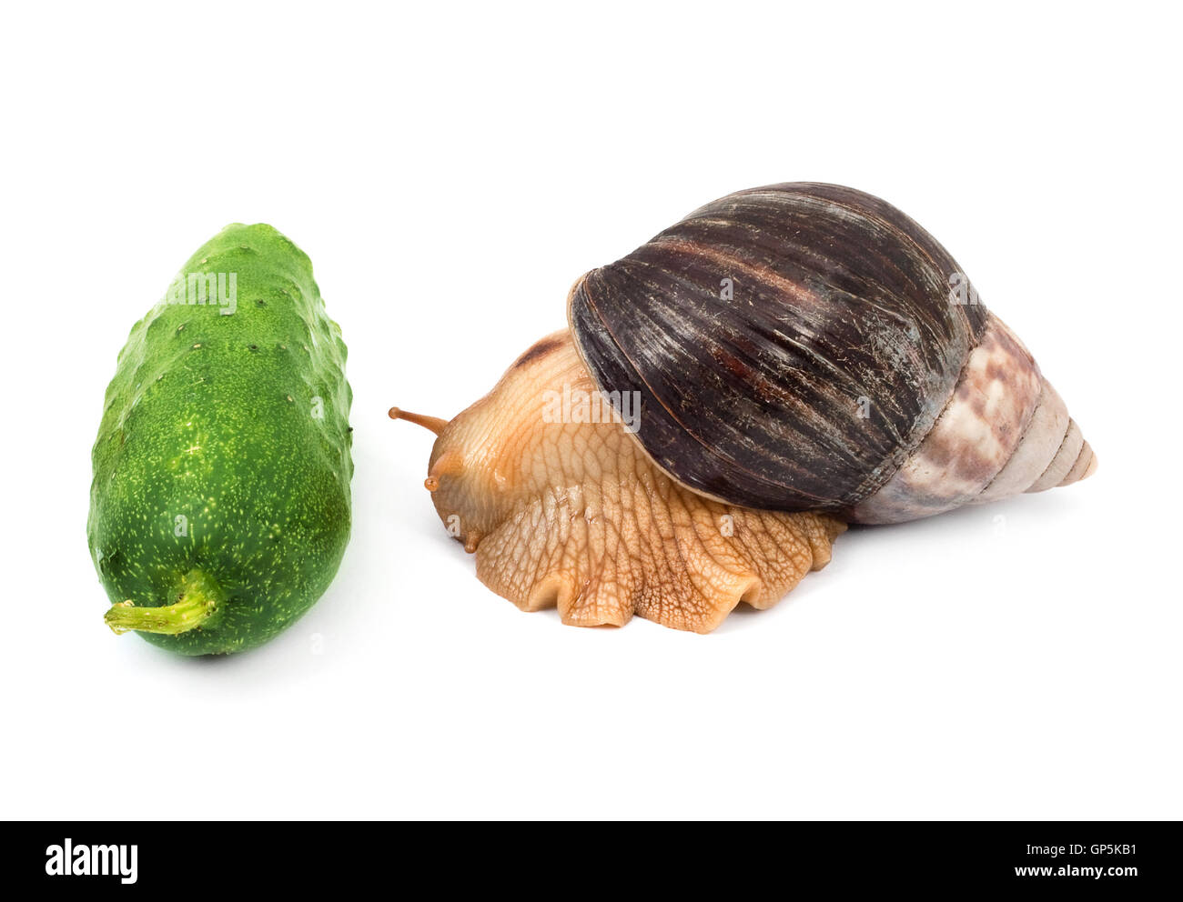 Slug on cucumber hi-res stock photography and images - Alamy