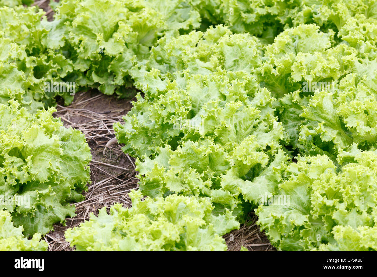 Field of green fresh lettuce growing at a farm Stock Photo - Alamy