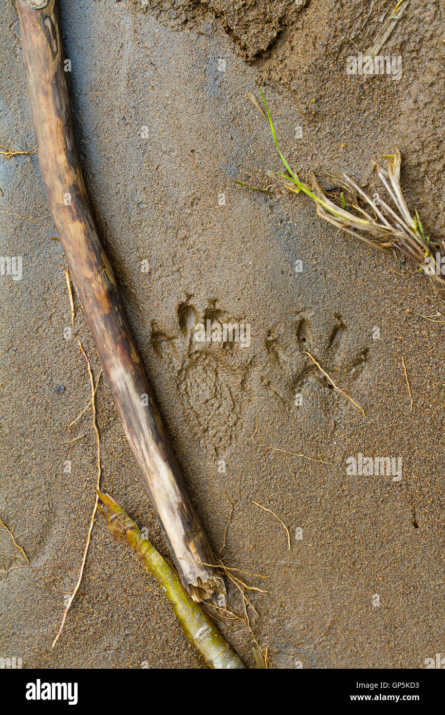Animal footprints hi-res stock photography and images - Alamy