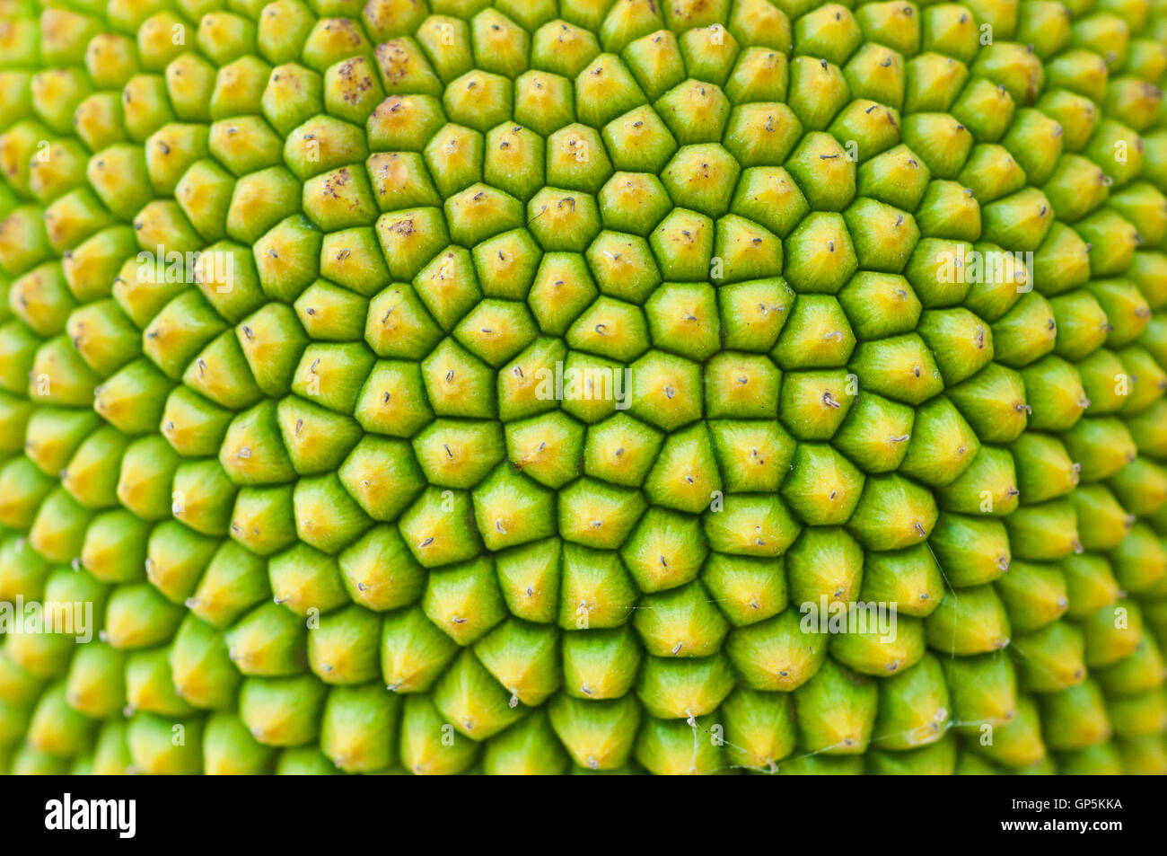 Texture of a Jack fruit Stock Photo - Alamy