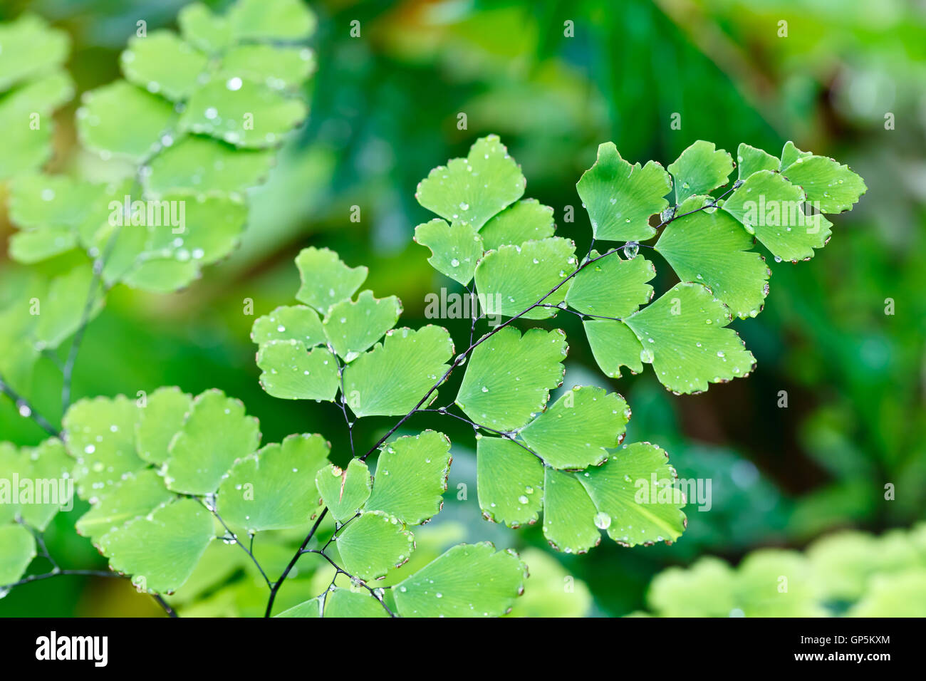Fern plants cover the ground of the natural forest Stock Photo - Alamy