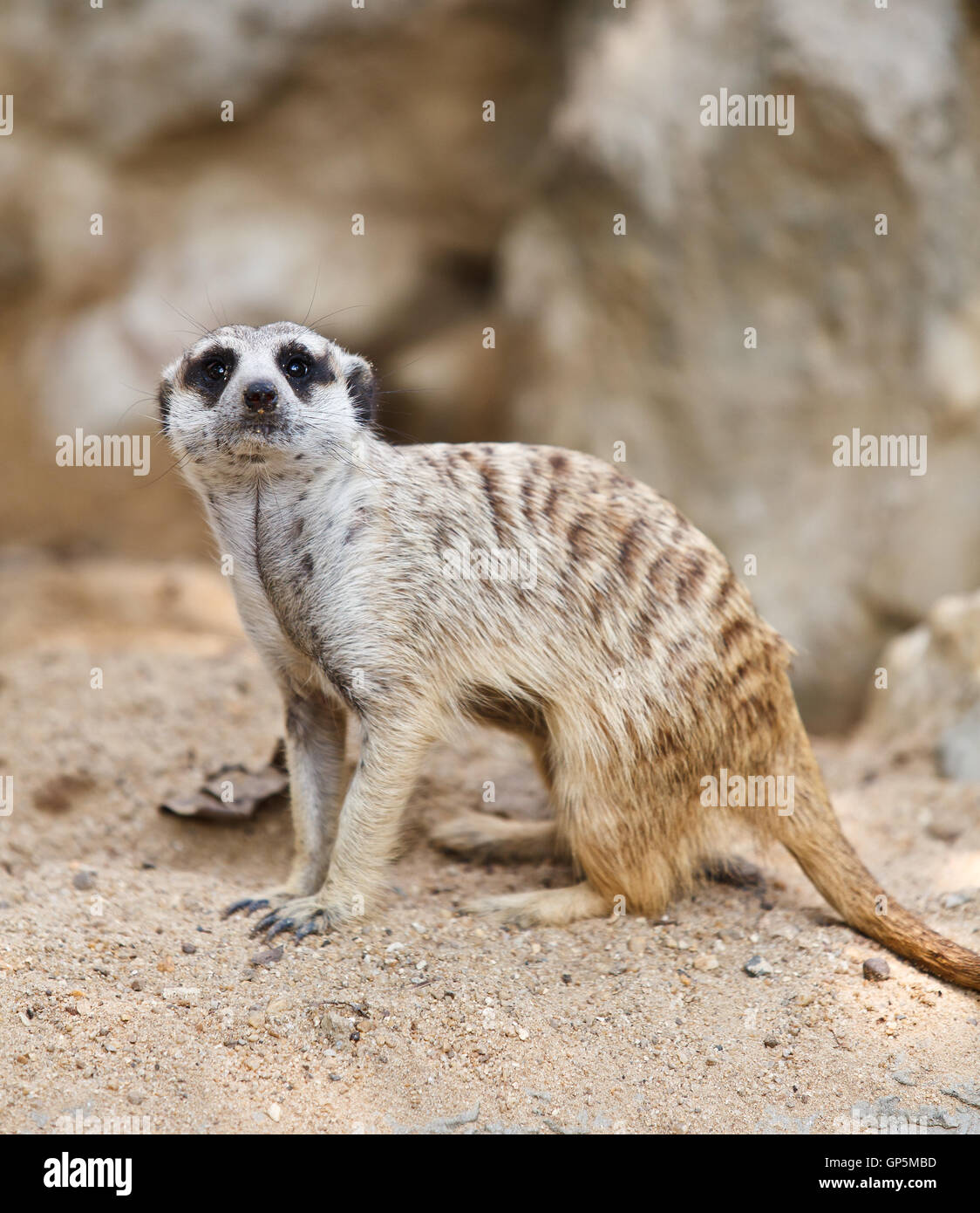 Suricate or Meerkat sitting on the sand Stock Photo - Alamy