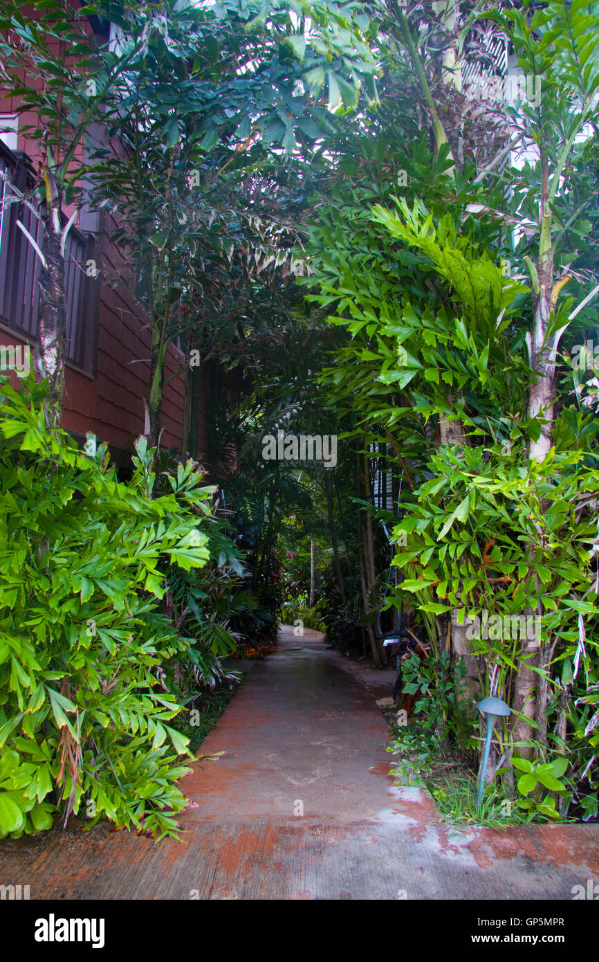Overgrown rainforest vegetation hi-res stock photography and images - Alamy