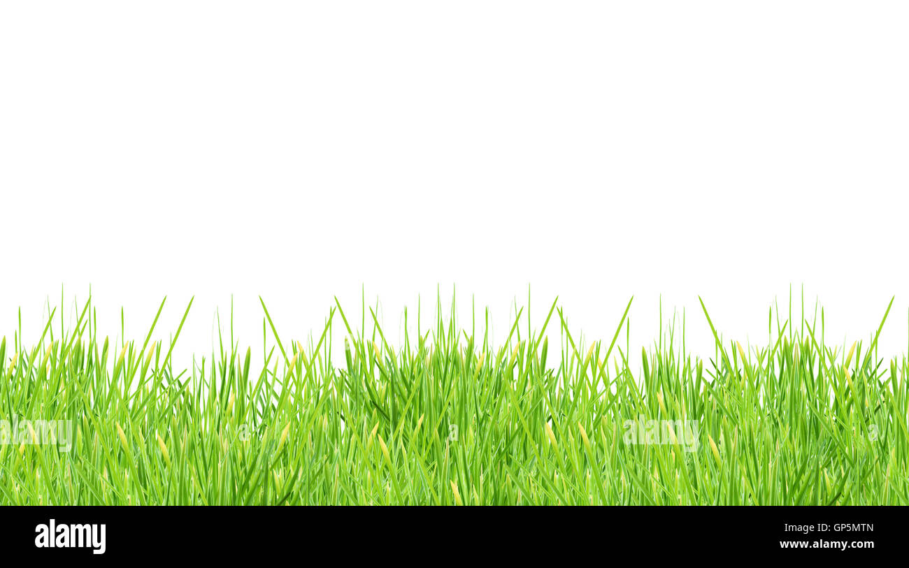Isolated green grass Stock Photo - Alamy