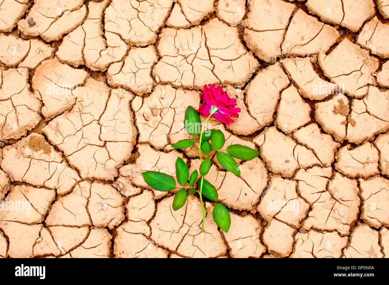 Red rose on cracked ground Stock Photo - Alamy
