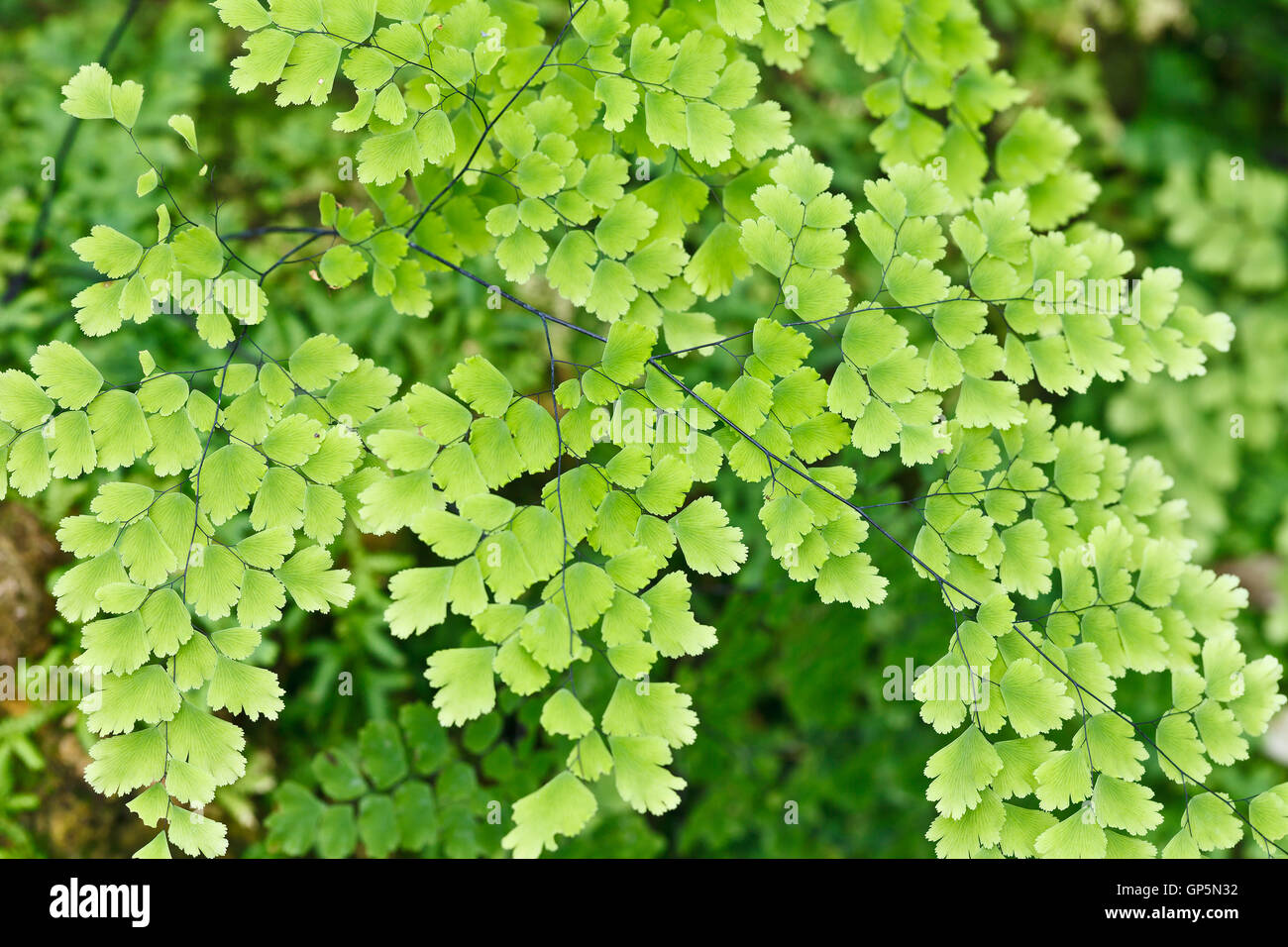 Fern plants cover the ground of the natural forest Stock Photo - Alamy