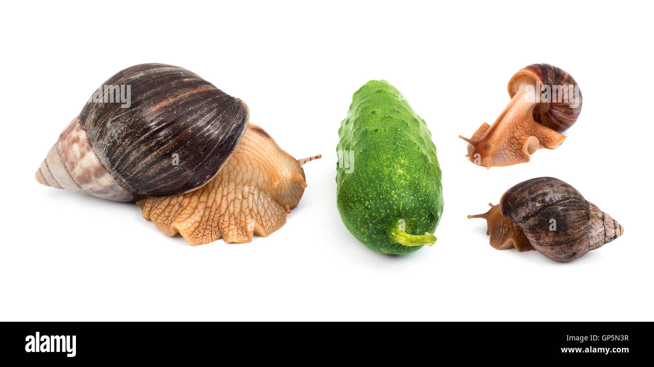 Snails pest Cut Out Stock Images & Pictures - Alamy
