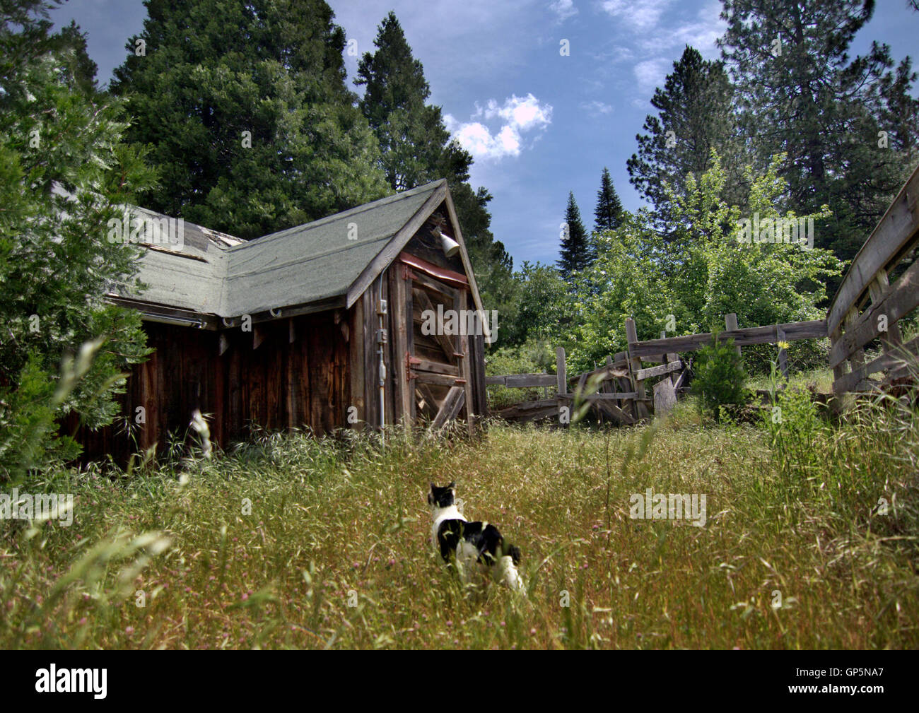 Barn Cat, In the Farm Stock Photo - Alamy