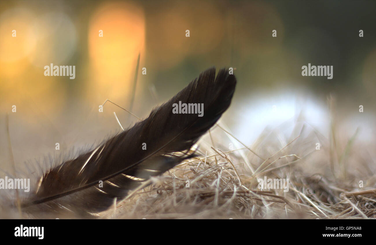 Feather of a Bird Stock Photo - Alamy