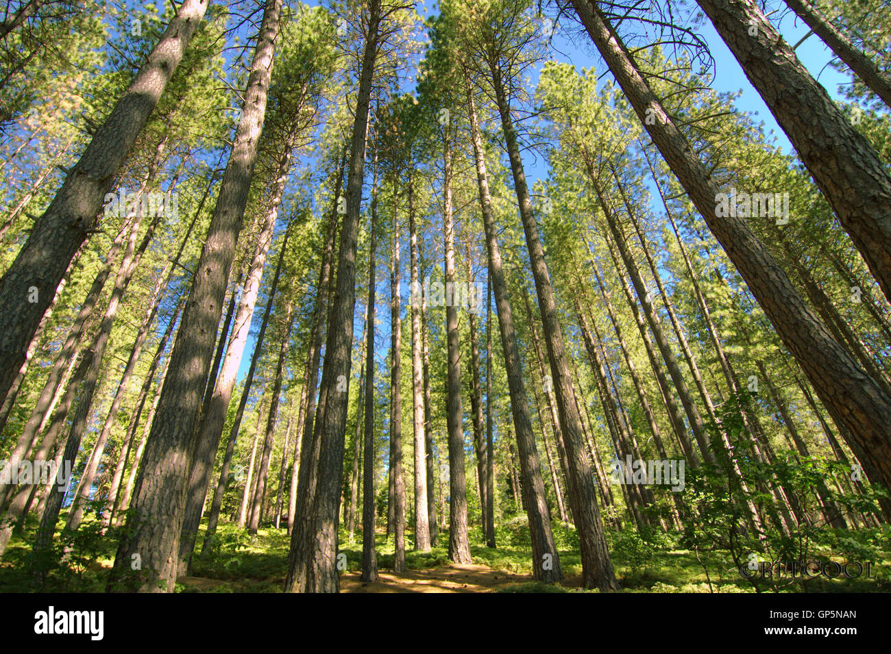 In the Forest, Large trees, Looking up, Calm Stock Photo - Alamy