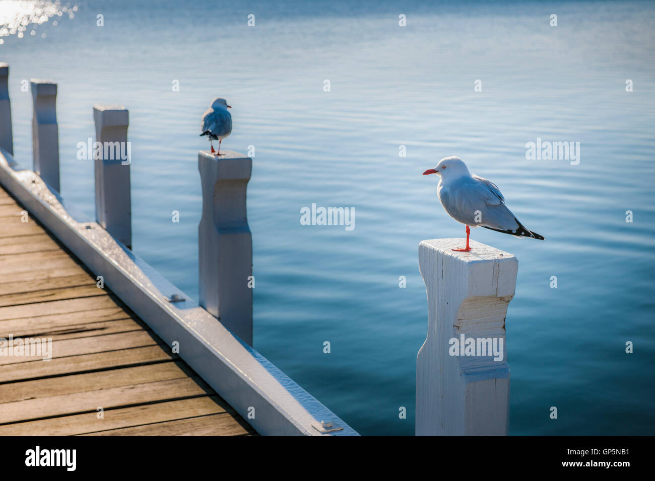 One-legged seagull perched on post Stock Photo - Alamy