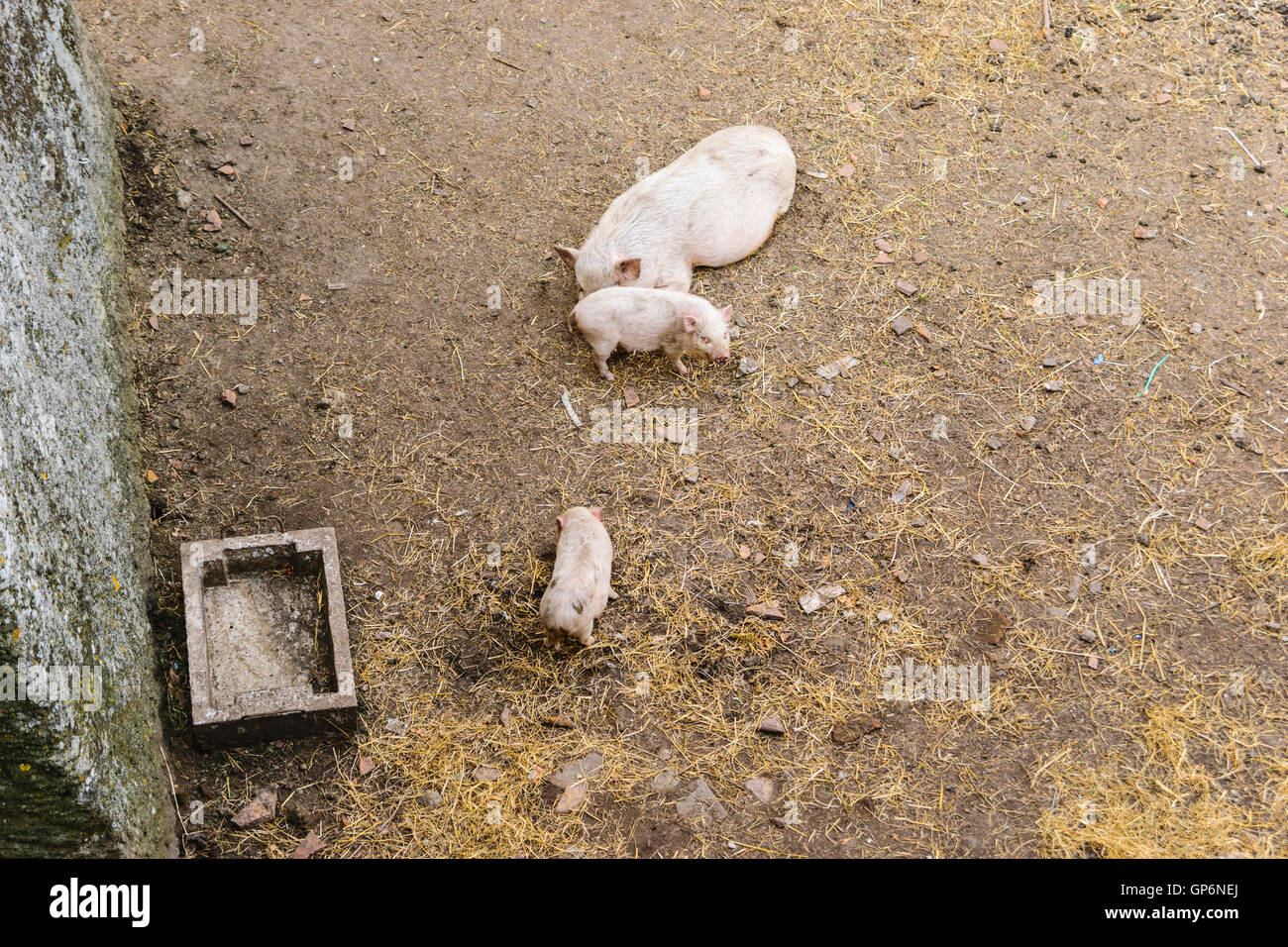 View from above of three pigs Stock Photo - Alamy