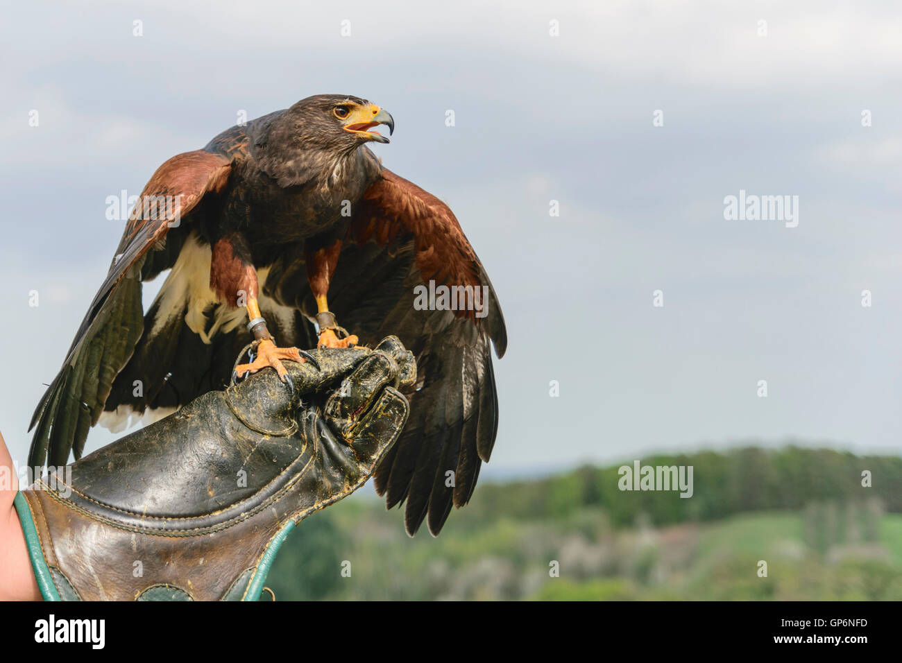 Image of a raptor bird Stock Photo - Alamy