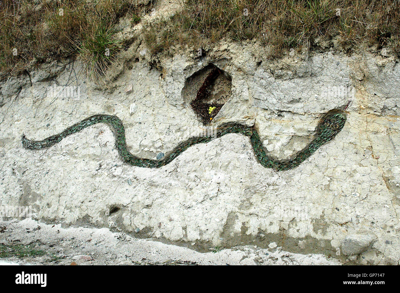 Strand Art at the beach, a snake has been made of leaves and mushrooms ...