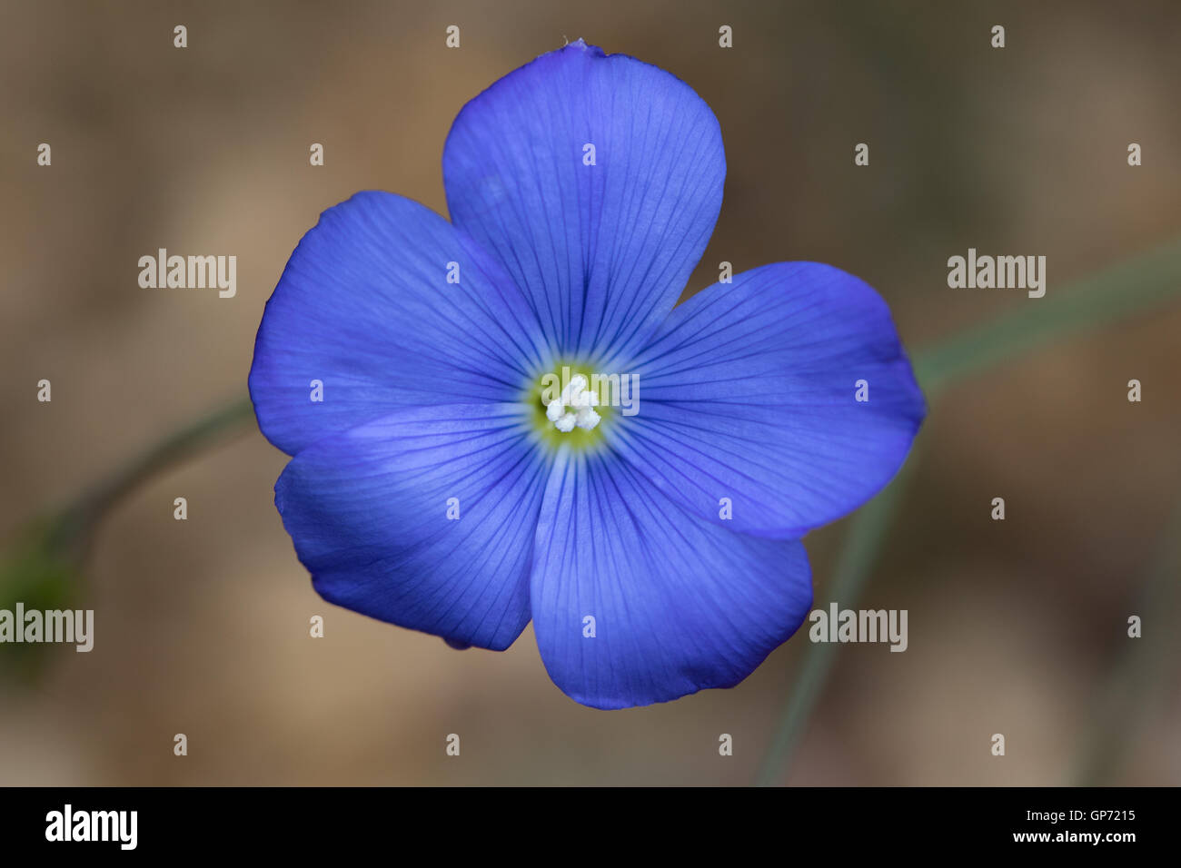 Beautiful Flax (Linum narbonense) flower Stock Photo - Alamy