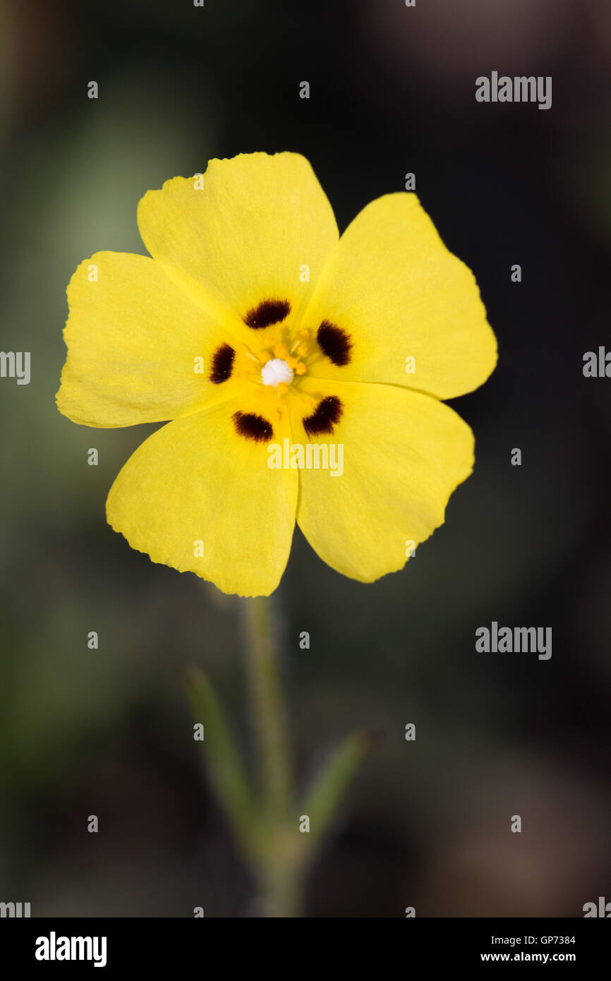 Tuberaria Guttata Flower High Resolution Stock Photography and Images ...