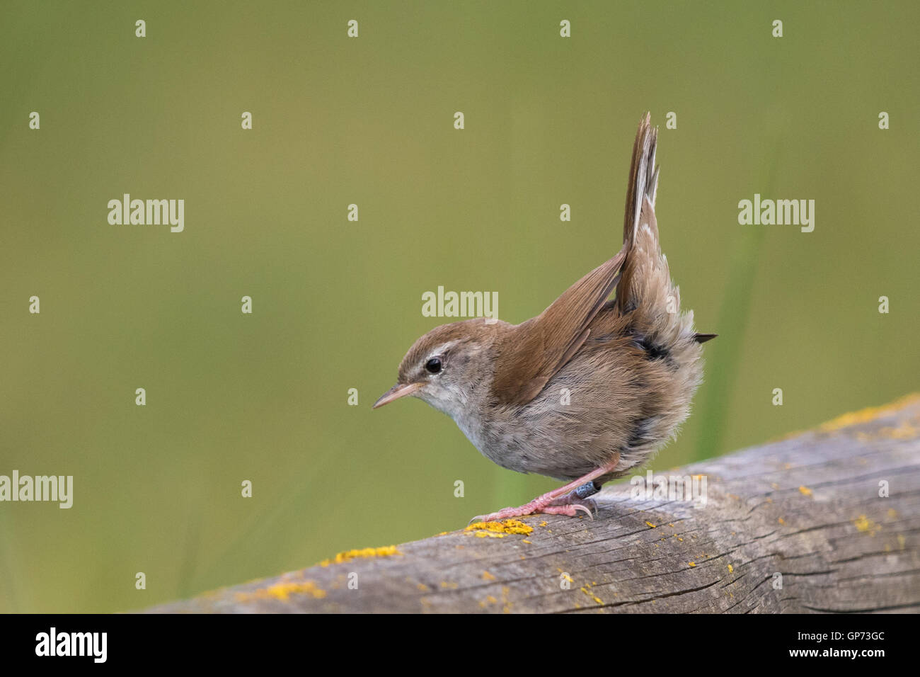 Cettia hi-res stock photography and images - Alamy