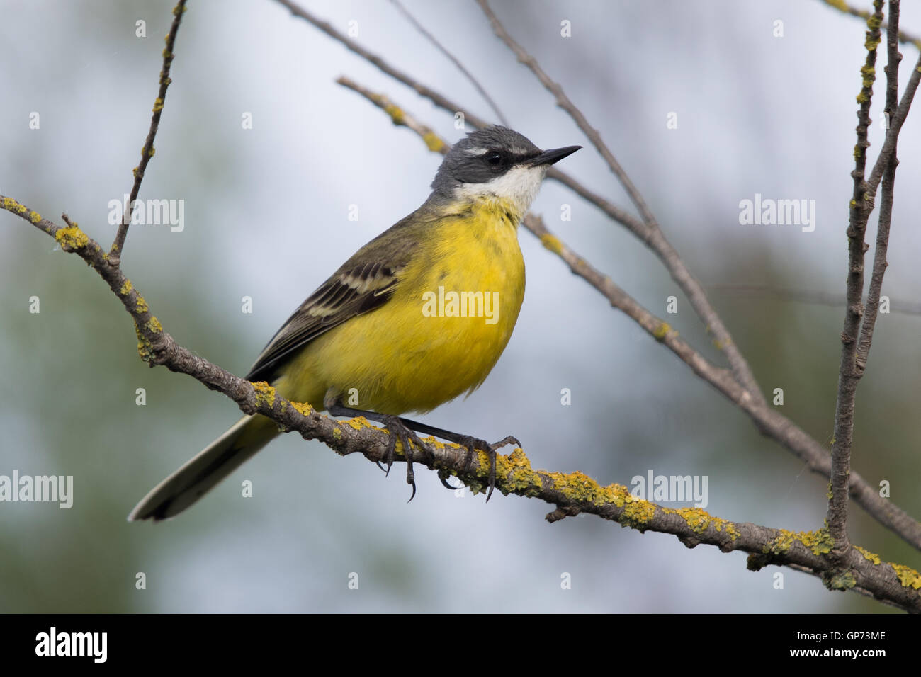 Motacilla flava iberiae hi-res stock photography and images - Alamy