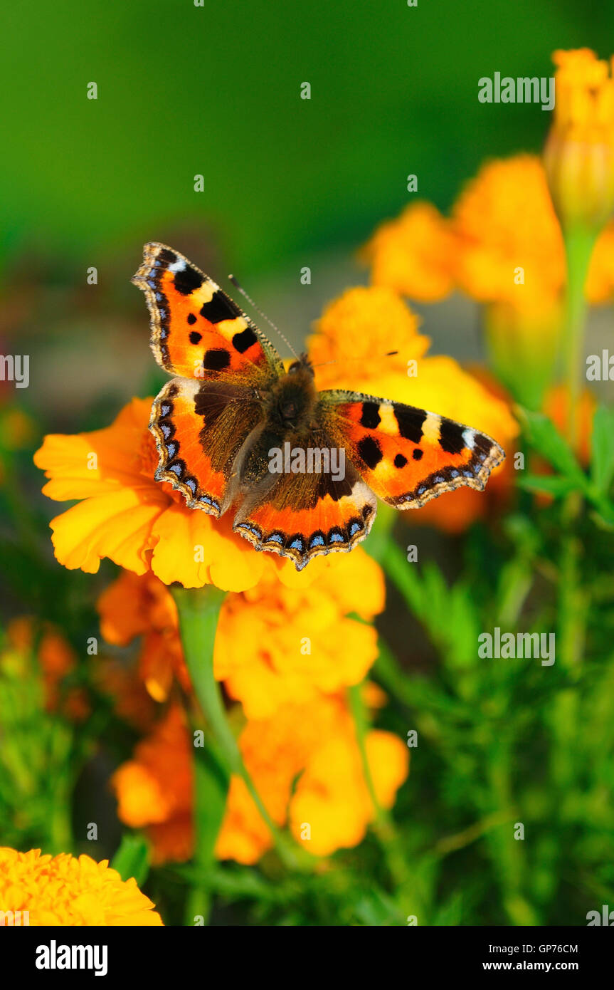 small tortoiseshell butterfly Stock Photo - Alamy