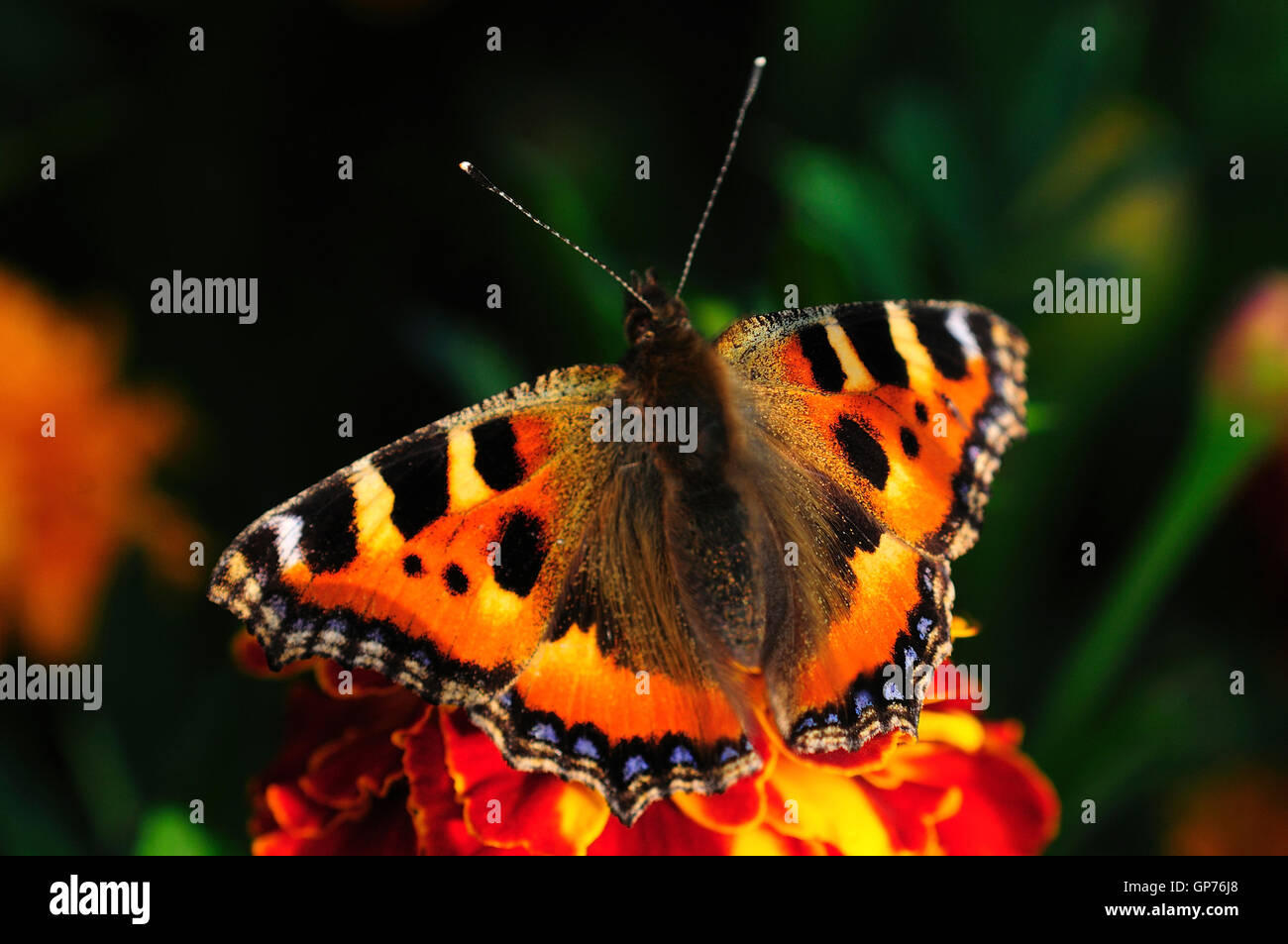 Tortoiseshell butterfly hi-res stock photography and images - Alamy