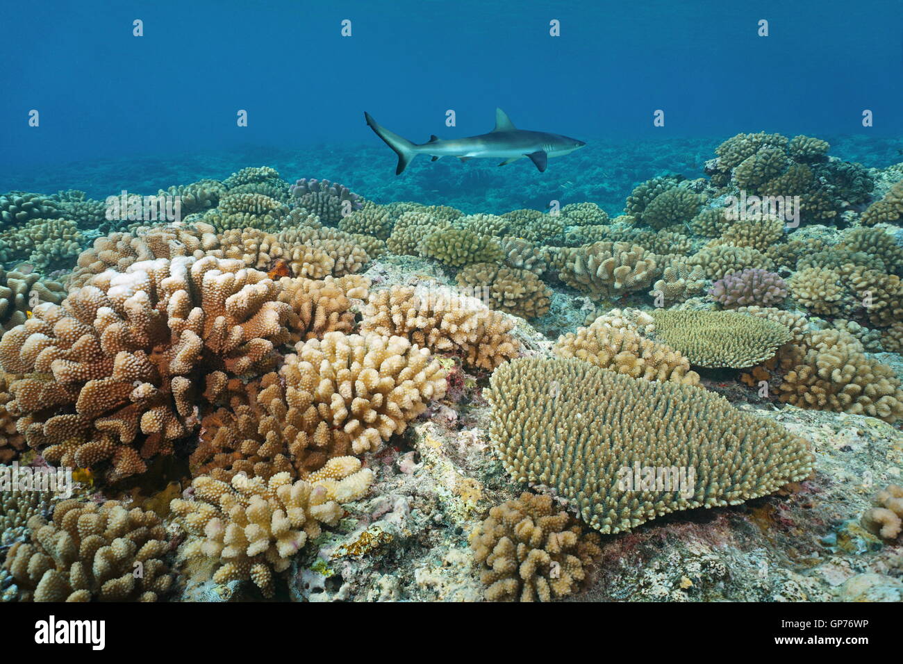 Corals on the ocean floor with a grey reef shark, underwater on the ...