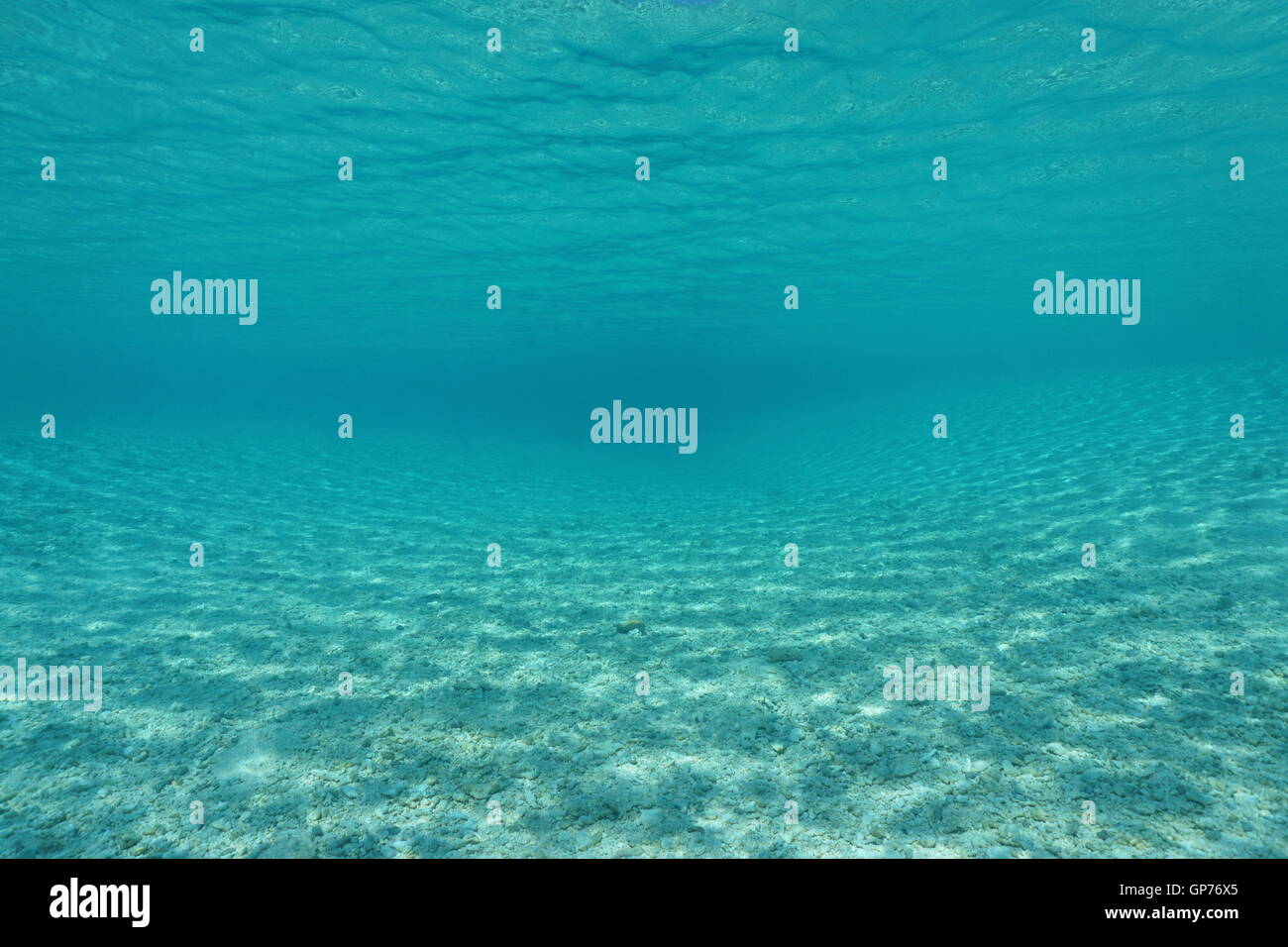 Underwater shallow sandy ocean floor hi-res stock photography and ...