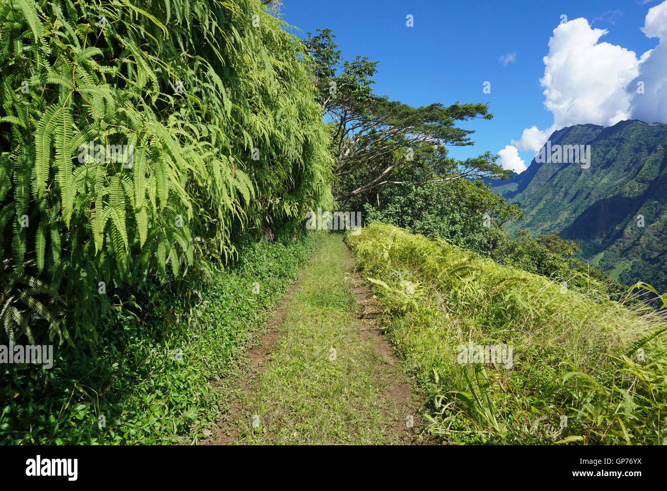 Tahiti french polynesia vegetation hi-res stock photography and images ...