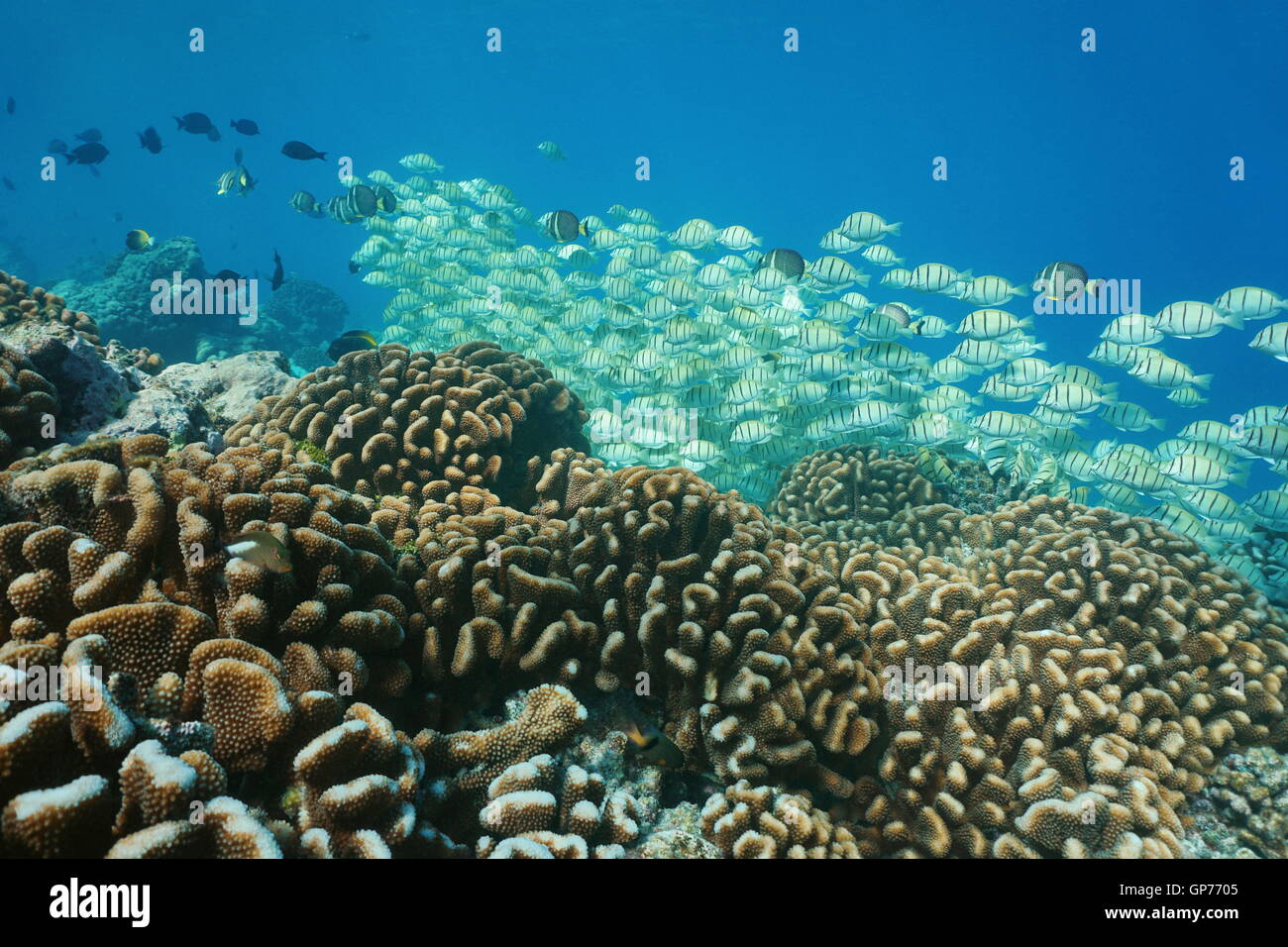 Convict fish hi-res stock photography and images - Alamy